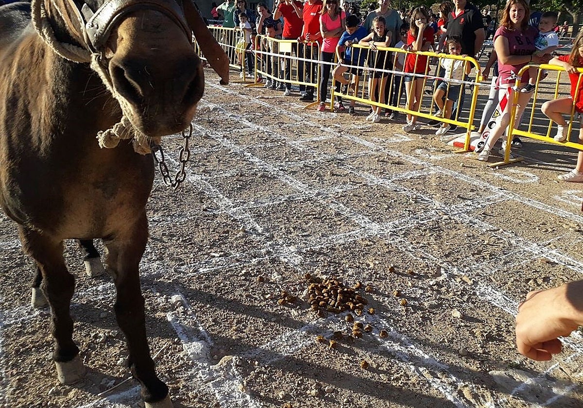 Excrementos que valen 1.000 euros | Las Provincias